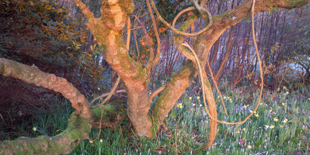 Sponsorship opportunities at Minstead Trust | Minstead Trust