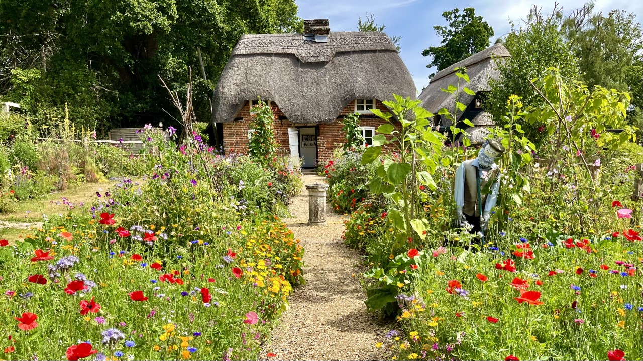 Catherine's monthly photo blog July - Minstead Trust